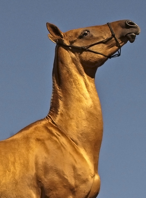 Achal-teke :: Ranch Libretty