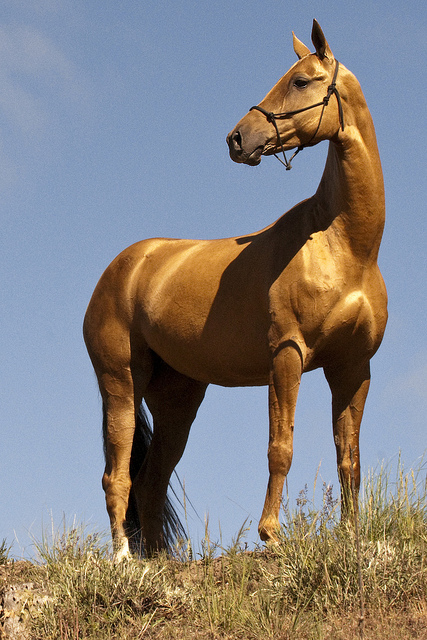 Achal-teke :: Ranch Libretty